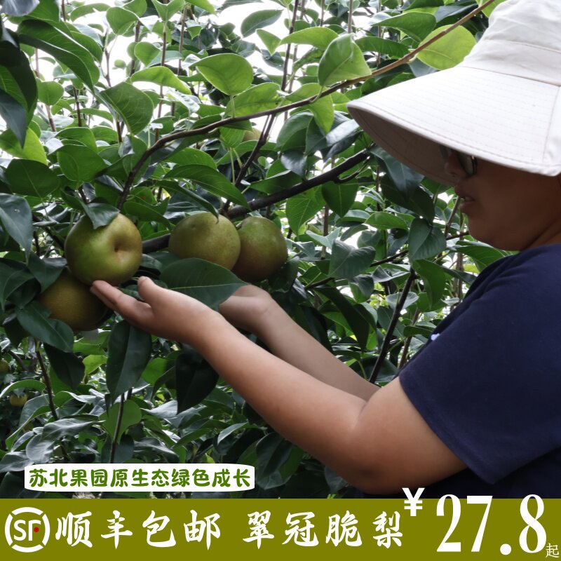苏北果园自种自销翠冠梨当季时令水果新鲜顺丰包邮