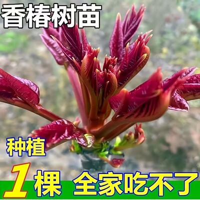 香椿苗红油香椿树苗香春树盆地栽食用香椿树苖春芽树新鲜绿油椿树