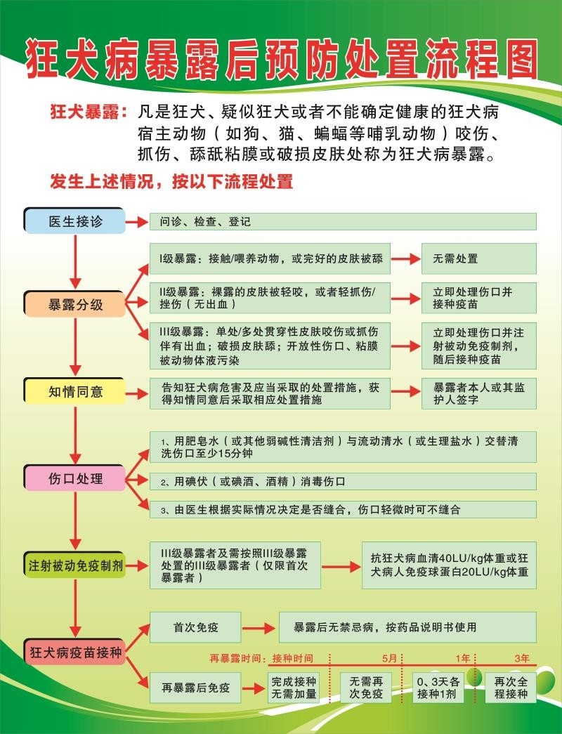 狂犬病暴露后预防处置流程图挂图墙贴纸写真展板海报印制挂图海报