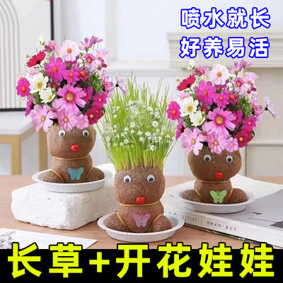 草头娃娃头上长草人盆栽