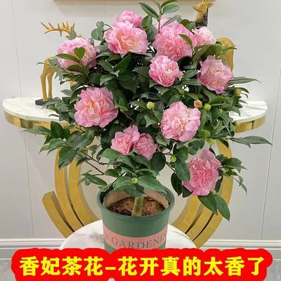 香妃茶花室内浓香型带花苞四季
