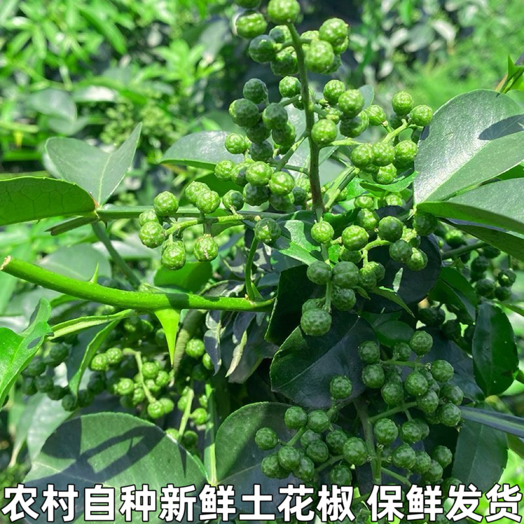 新鲜青花椒湖北宜昌农家青花椒本地土花椒新花椒生麻椒鲜青藤椒