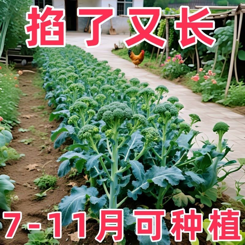 正宗西兰苔种子西兰花种子芥蓝芥兰菜心种子四季阳台盆栽花菜种子