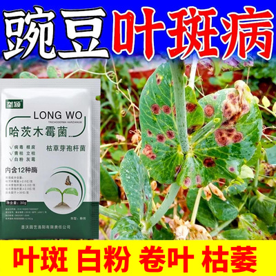 豌豆叶斑病专用肥料豌豆黄叶荚枯根腐白粉青枯病毒病急救专用肥料