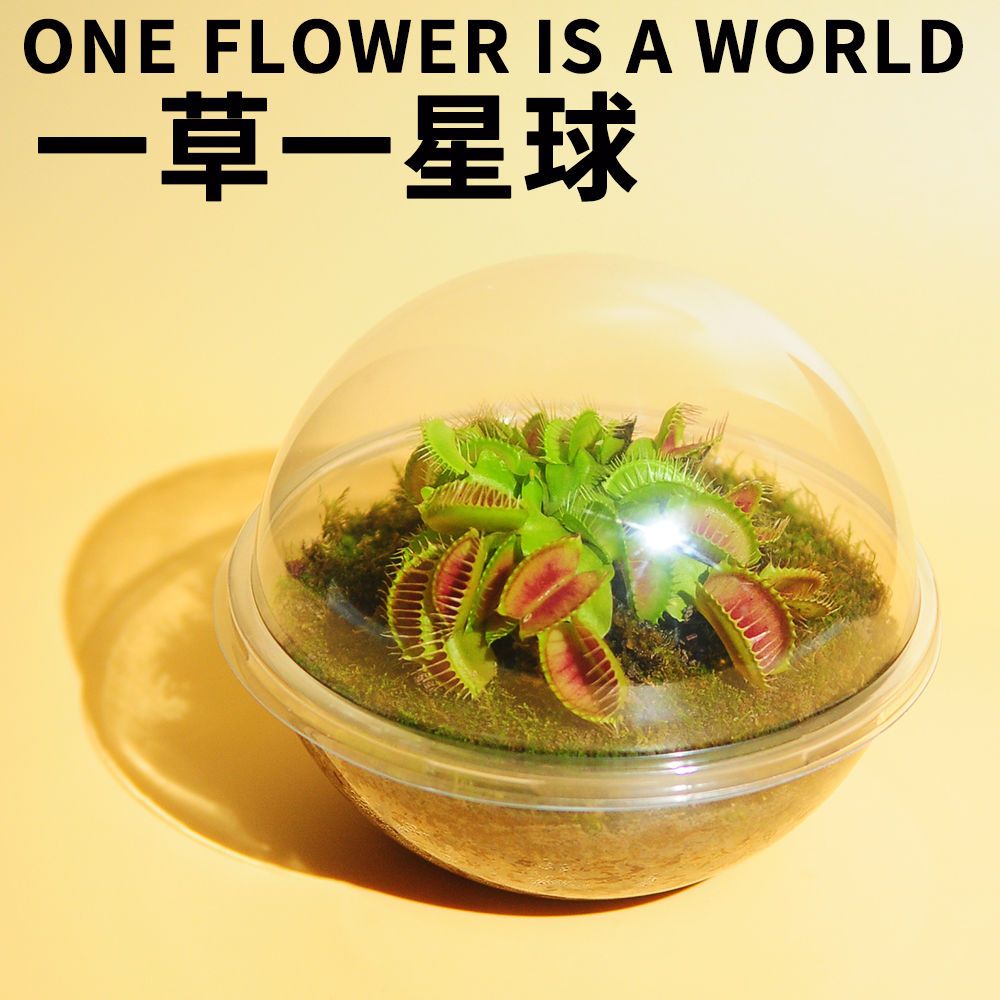 网红情绪食虫植物捕蝇草透明半圆带盖懒人微景观客厅桌面绿植