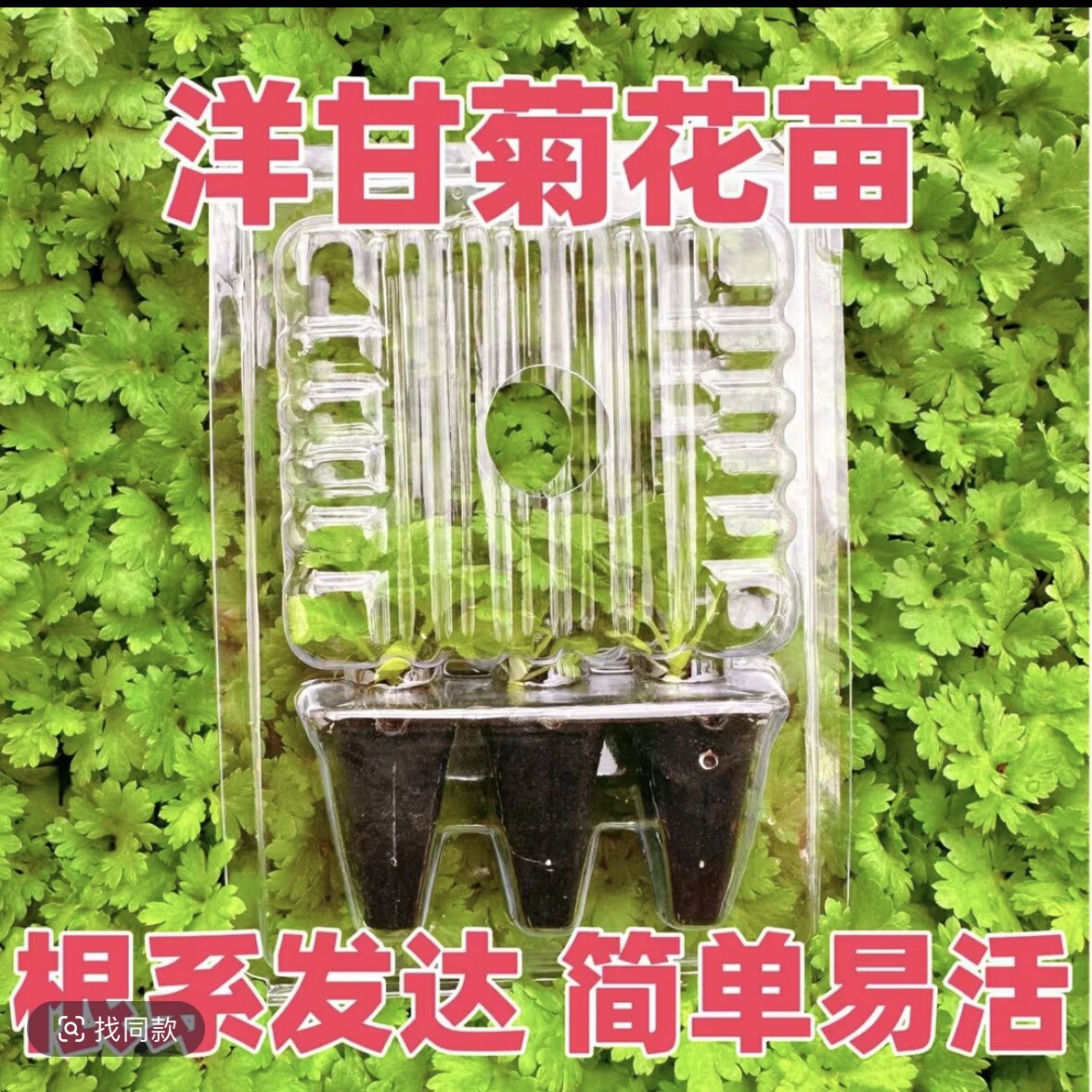 洋甘菊花苗盆栽多年生耐寒耐热阳台庭院花园组合开花机器植物花卉
