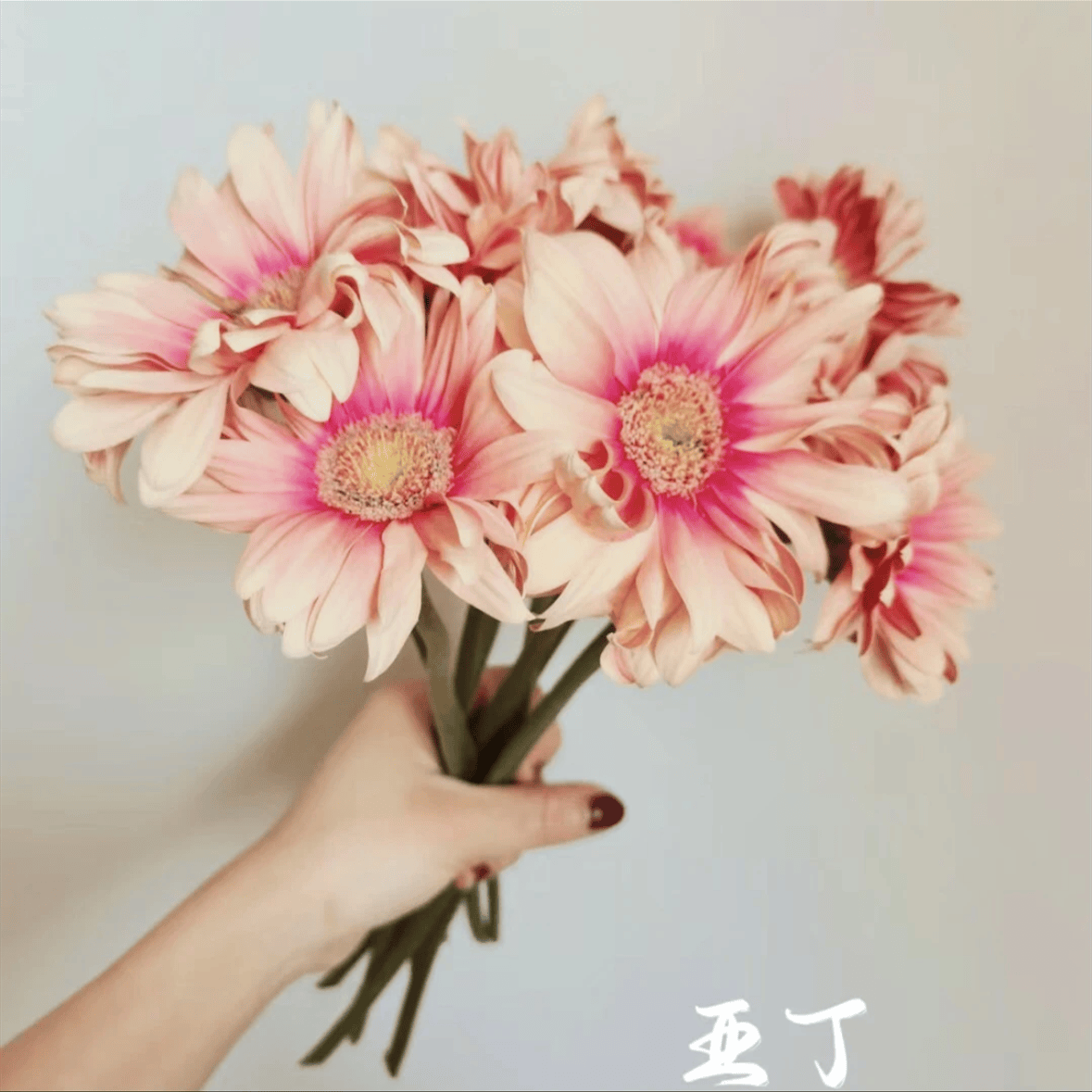 亚丁香格里拉非洲菊高杆重瓣花苗庭院植物阳台花卉多年生开花机器