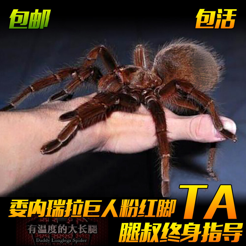 腿叔~委内瑞拉巨人粉红脚TA爬行宠物蜘蛛最大可达33CM高端捕鸟蛛