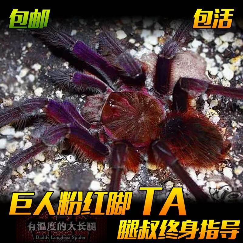 腿叔~委内瑞拉巨人粉红脚TA爬行宠物蜘蛛最大可达33CM高端捕鸟蛛
