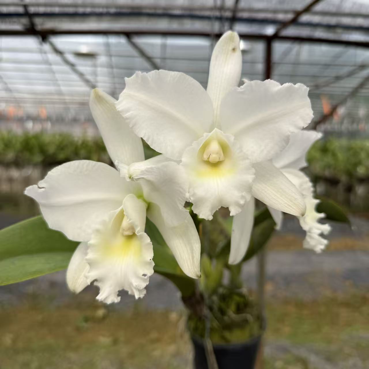 【南诏优选】白雪公主卡特兰 花大素雅 浓香花期长 稀缺卡特兰