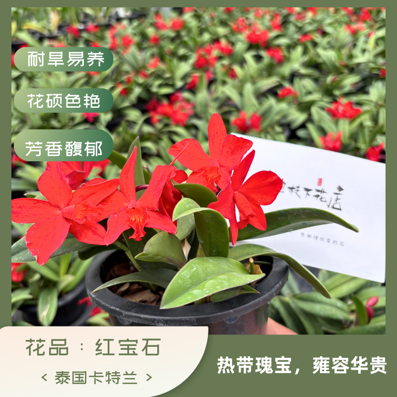 【南诏优选】红宝石卡特兰 花瓣波浪褶皱柔和 清甜浓郁香气 勤花