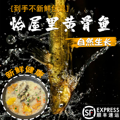 湖区新鲜黄骨鱼非养殖发顺丰冷链