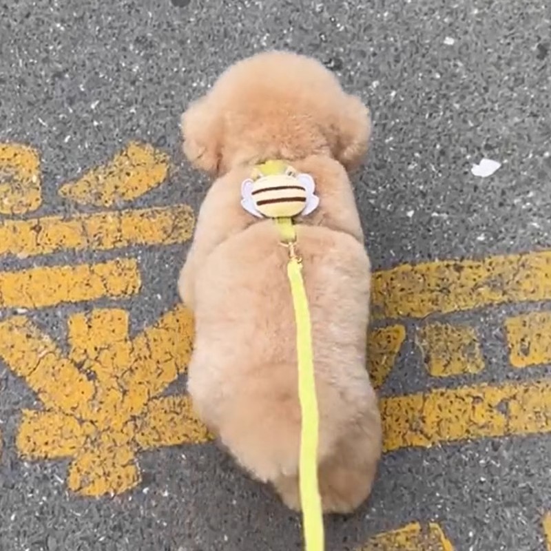 小狗狗牵引绳狗炼子小型犬泰迪比熊幼犬胸抱婴袋不勒脖小狗牵引绳