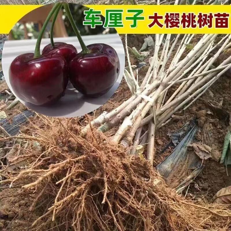 正宗车厘子树苗嫁接樱桃树苗庭院地栽盆栽南方北方种植耐寒樱桃