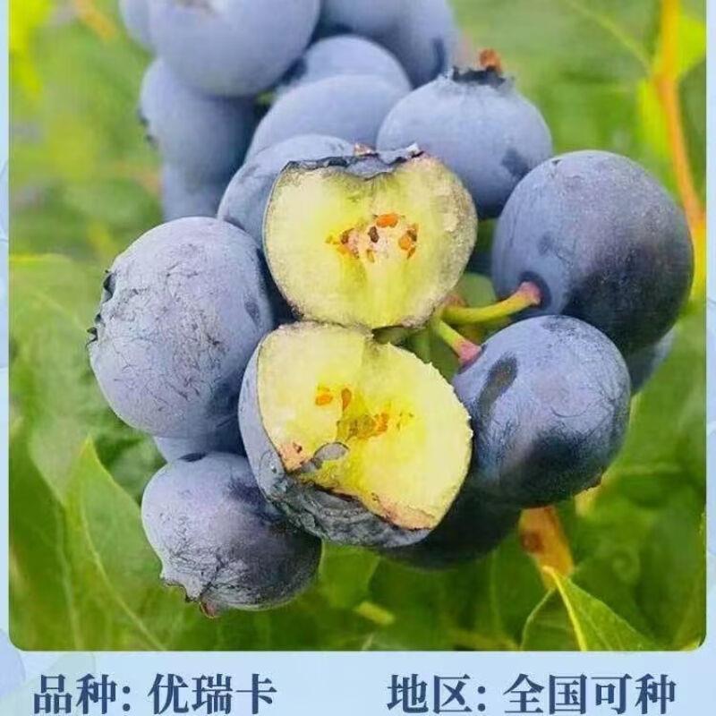[优瑞卡蓝莓苗]盆栽蓝莓果树苗大果蓝莓耐寒南方北方室内室外种植