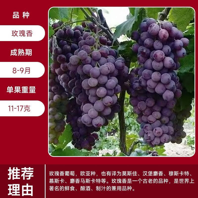 玫瑰香葡萄苗阳光玫瑰巨峰葡萄树苗果树苗盆栽地栽南北方种植爬藤