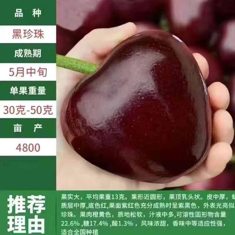 黑珍珠树苗嫁接樱桃树苗庭院地栽盆栽南方北方种植耐寒正宗樱桃苗