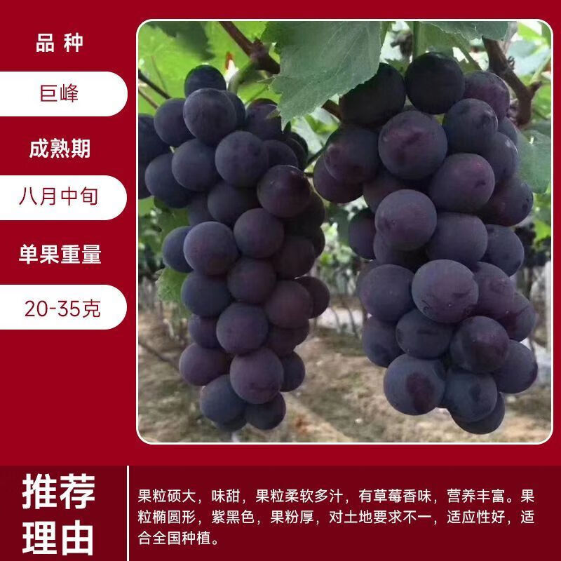 巨峰葡萄树苗葡萄苗蓝宝石阳光玫瑰果树苗盆栽地栽南北方种植爬藤