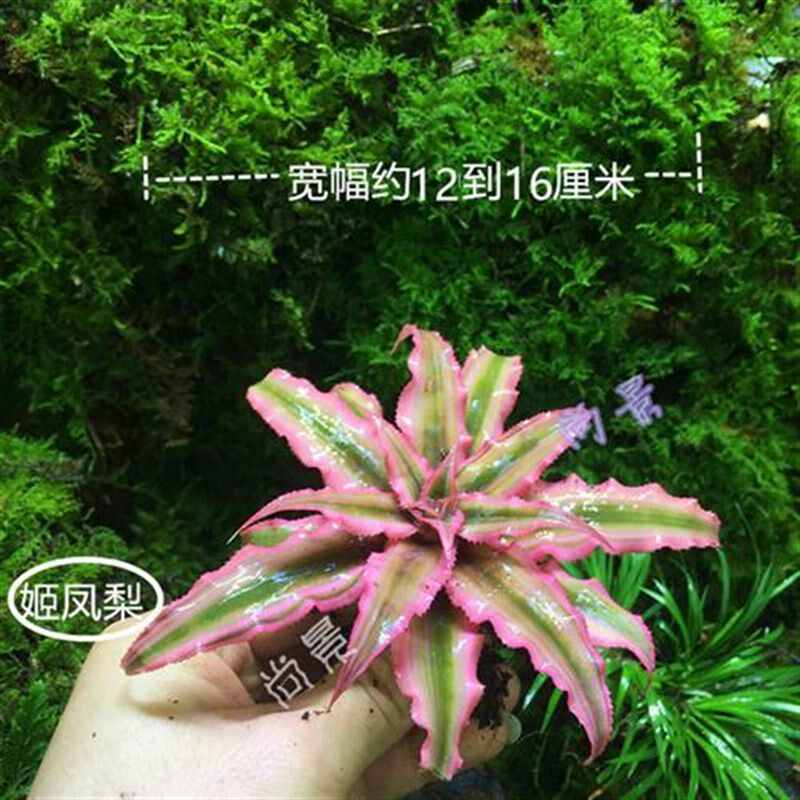 姬凤梨空气凤梨五彩积水凤梨懒人植E物雨林缸生态水陆缸造景植物