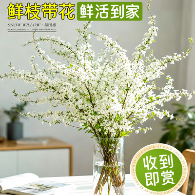带花雪柳枝鲜花水养花材云南发货白色小花朵家居装饰植物龙柳鲜枝