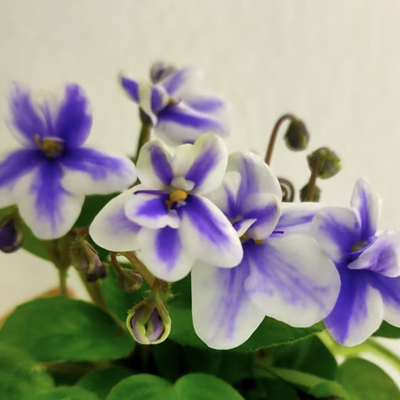 苦苣苔非洲菫缟花：晶体，对版苗（迷你十字花）室内耐荫四季开花