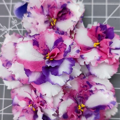 苦苣苔非洲堇缟花：迷幻秀Psychedelic Show对版苗，标准十字花