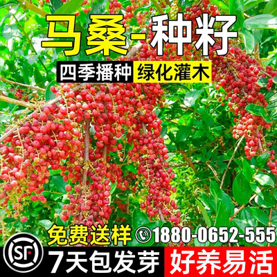 马桑种子四季播种护坡固土耐寒