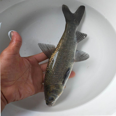 青鱼鱼苗螺蛳青四大家鱼淡水黑鲩养殖大螺丝青活体抗病能力强食用