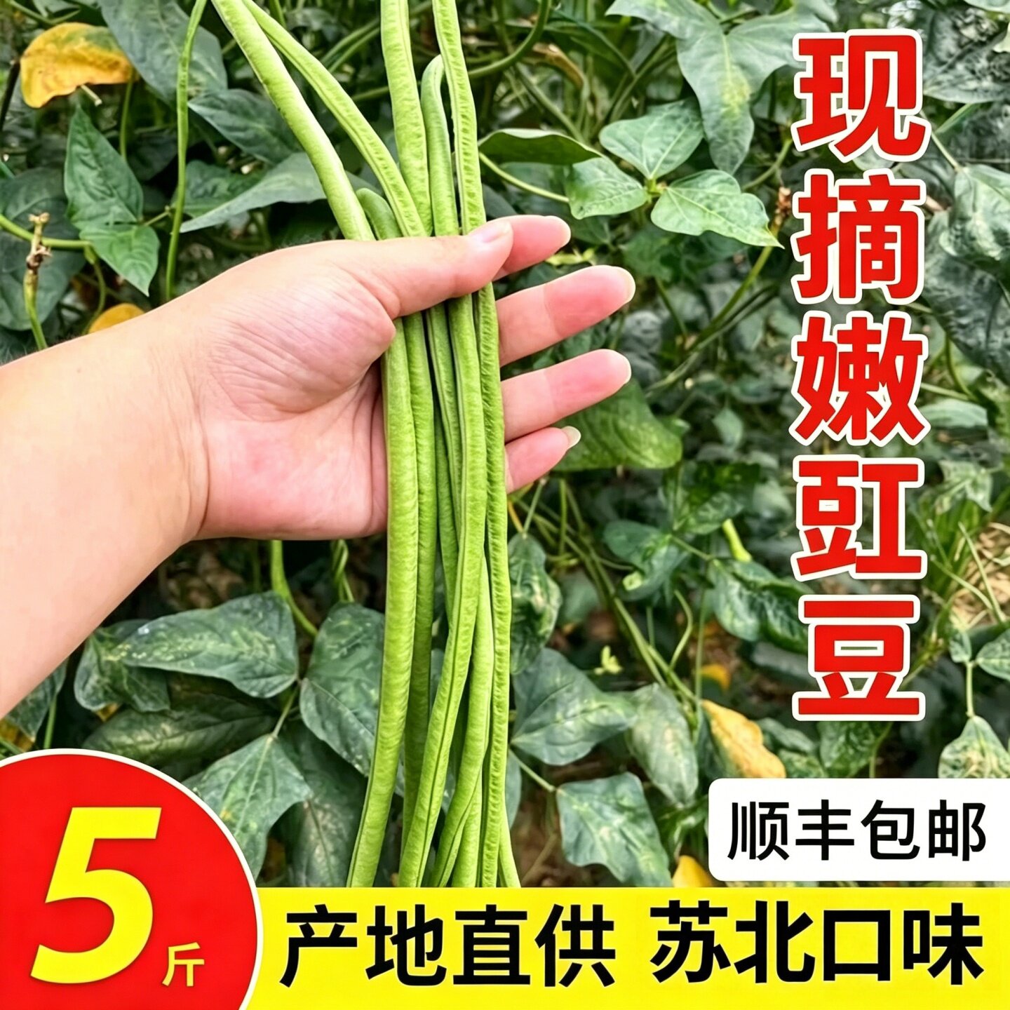 顺丰新鲜豇豆角翠绿爽脆苏北农家自种长豆角江苏蔬菜做泡菜酸豆角