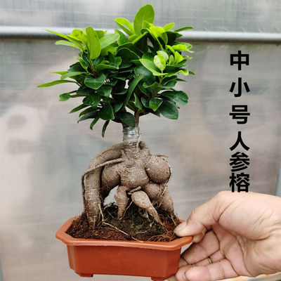 花卉盆栽人参榕造型盆景