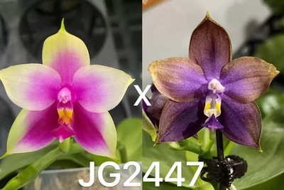 JG2447 实生 花农杰哥兰园原生种珍奇类蝴蝶兰