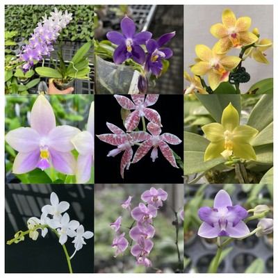 玛丽娅兰园原生种蝴蝶兰花趣味珍奇类绿植盆栽客厅阳台