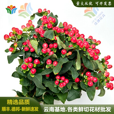 云南鲜花火龙珠红豆鲜花