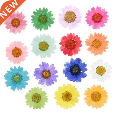 120pcs Pressed Press Dried Daisy Dry Flower Plants For Epoxy