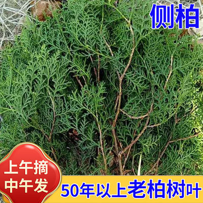 太行山野生-新鲜侧柏叶现采现发