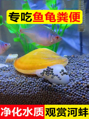 观赏黄金小河蚌鲜活体清理鱼缸净化水质黑金刚除藻大螺吃粪便淡水