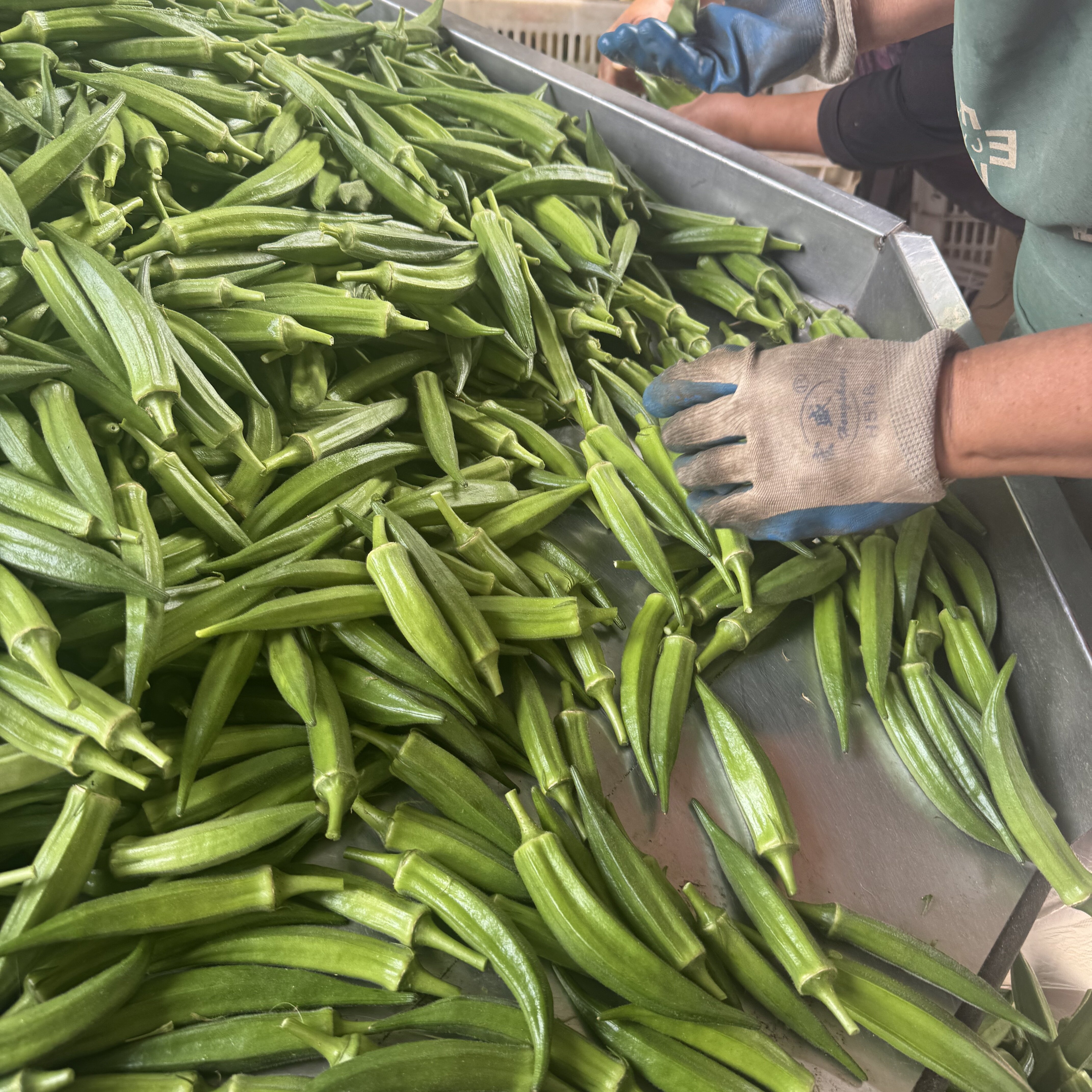 【老隋家秋葵】蔬菜之王 京东上门 当季黄秋葵 脆嫩 出口