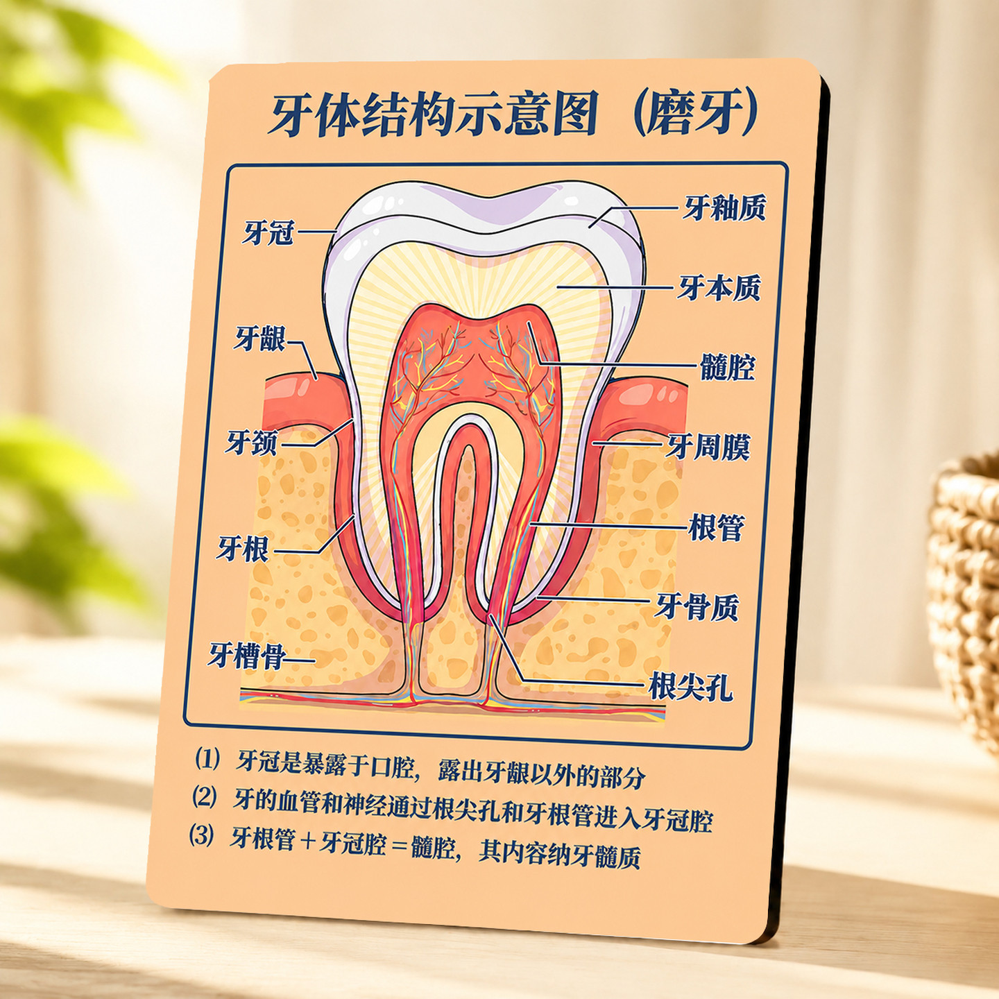 牙科门诊磨牙牙体结构科普示意图展示牌口腔知识宣传装饰摆件