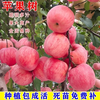 苹果树苗果树苗产量高
