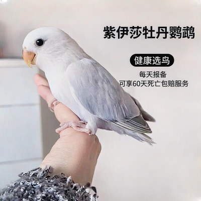 紫罗兰鹦鹉鸟每天报备享60天包赔