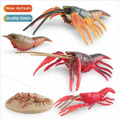 crayfish life growth cycle toys适用children science educatio