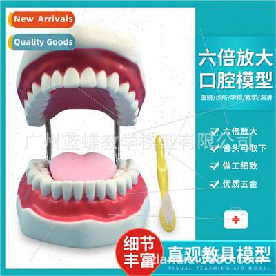 6X magnification dental teaching model Dental materials Dent