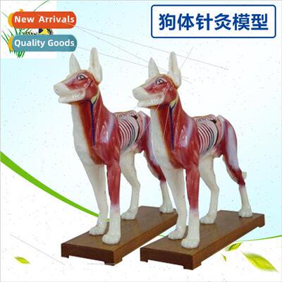 Dog Body Acupuncture Model Dog Body Anatomy Model Animal Ana