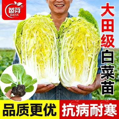 黄心大白菜苗娃娃菜苗带土包成活