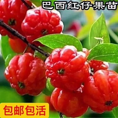吉祥灯笼果水果树苗巴西红果