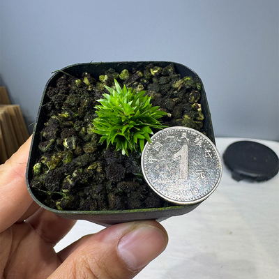 黄金蝉小川菖蒲桌面迷你盆栽室内