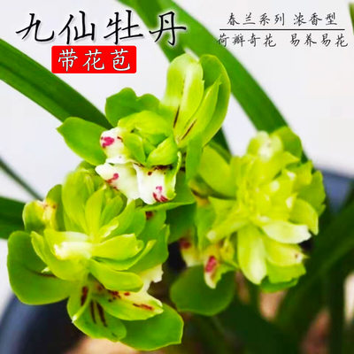 带花苞九仙牡丹浓香型春兰兰花