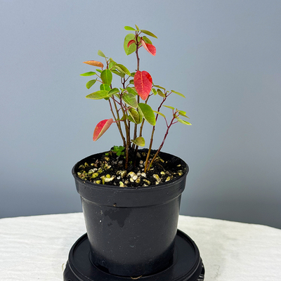 进口七彩叶姬乌桕腊子苗山乌桕