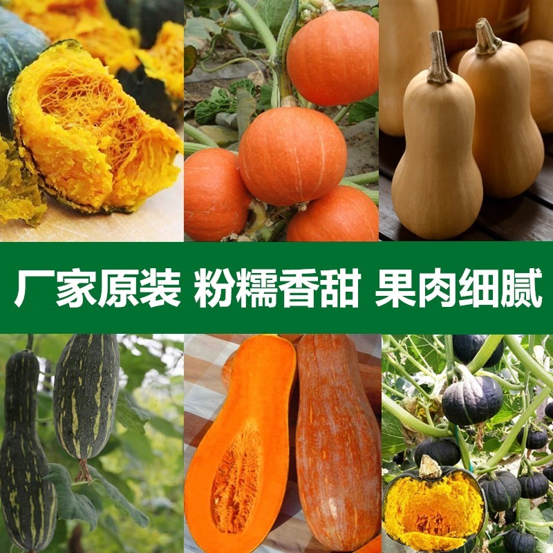 蜜本南瓜种子超甜粉花面蜜本贝贝板栗早栗南瓜熟高产四季蔬菜种籽