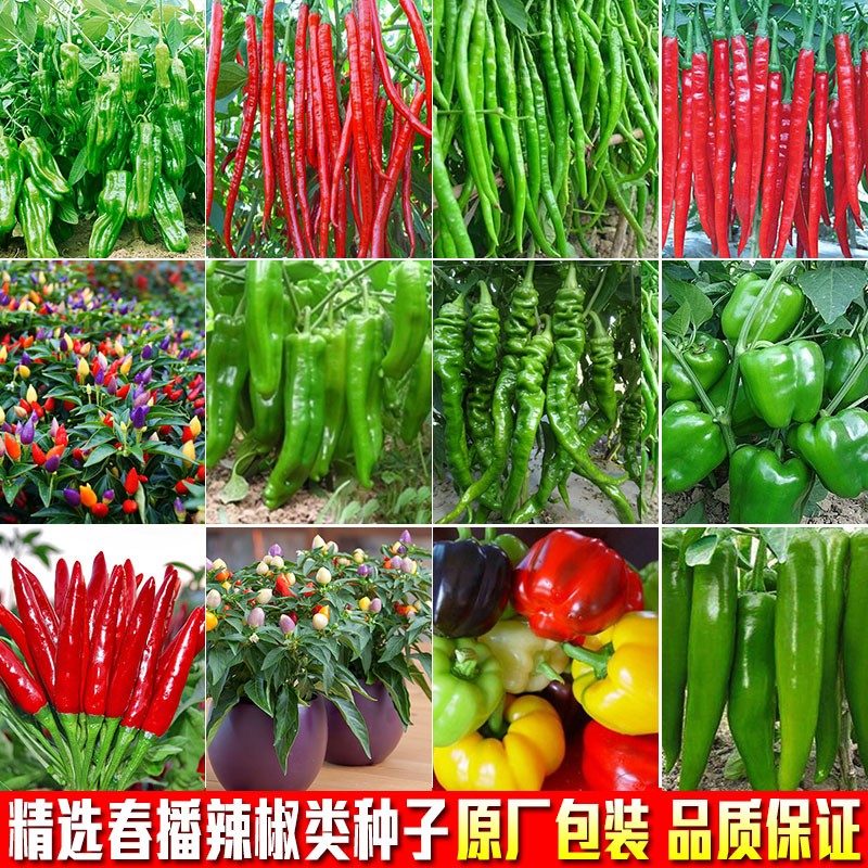 辣椒种子青椒线椒杭椒朝天椒早熟高产家庭蔬菜籽种植盆栽蔬菜种籽